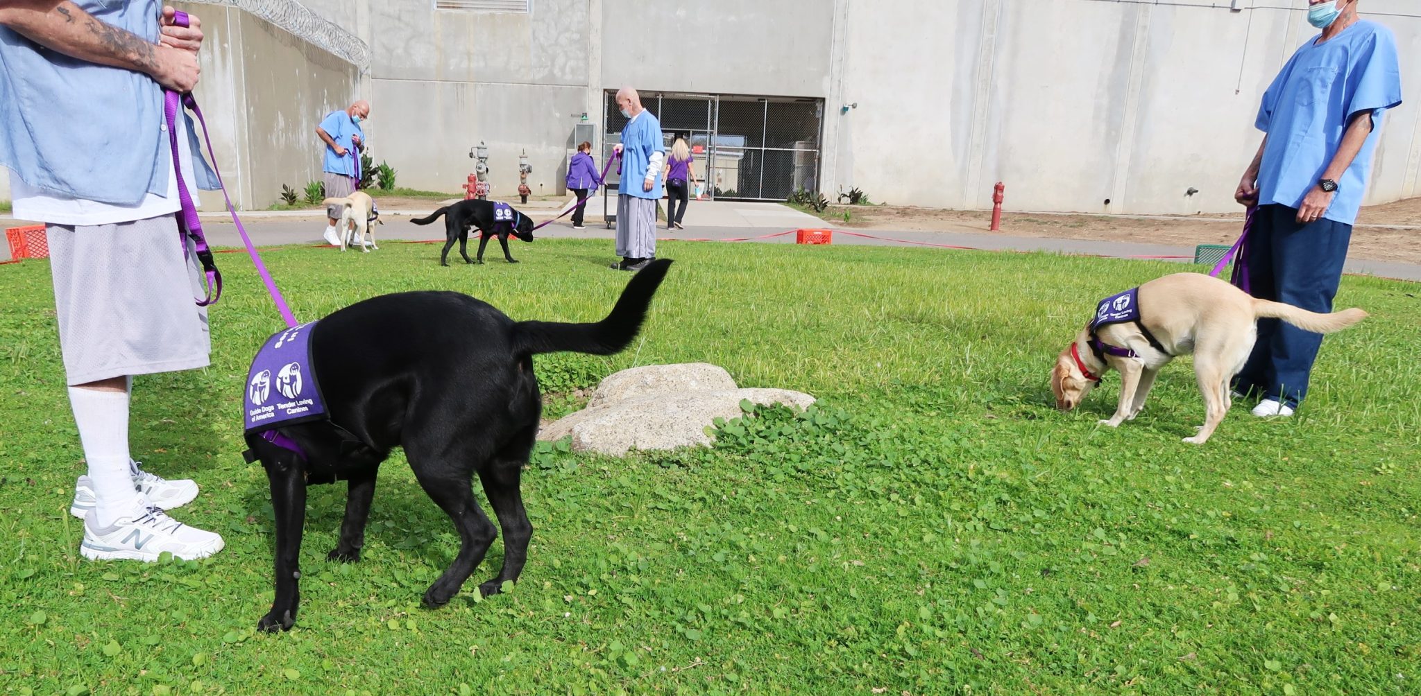 Six dogs enter CSP-Sacramento POOCH program - Inside CDCR