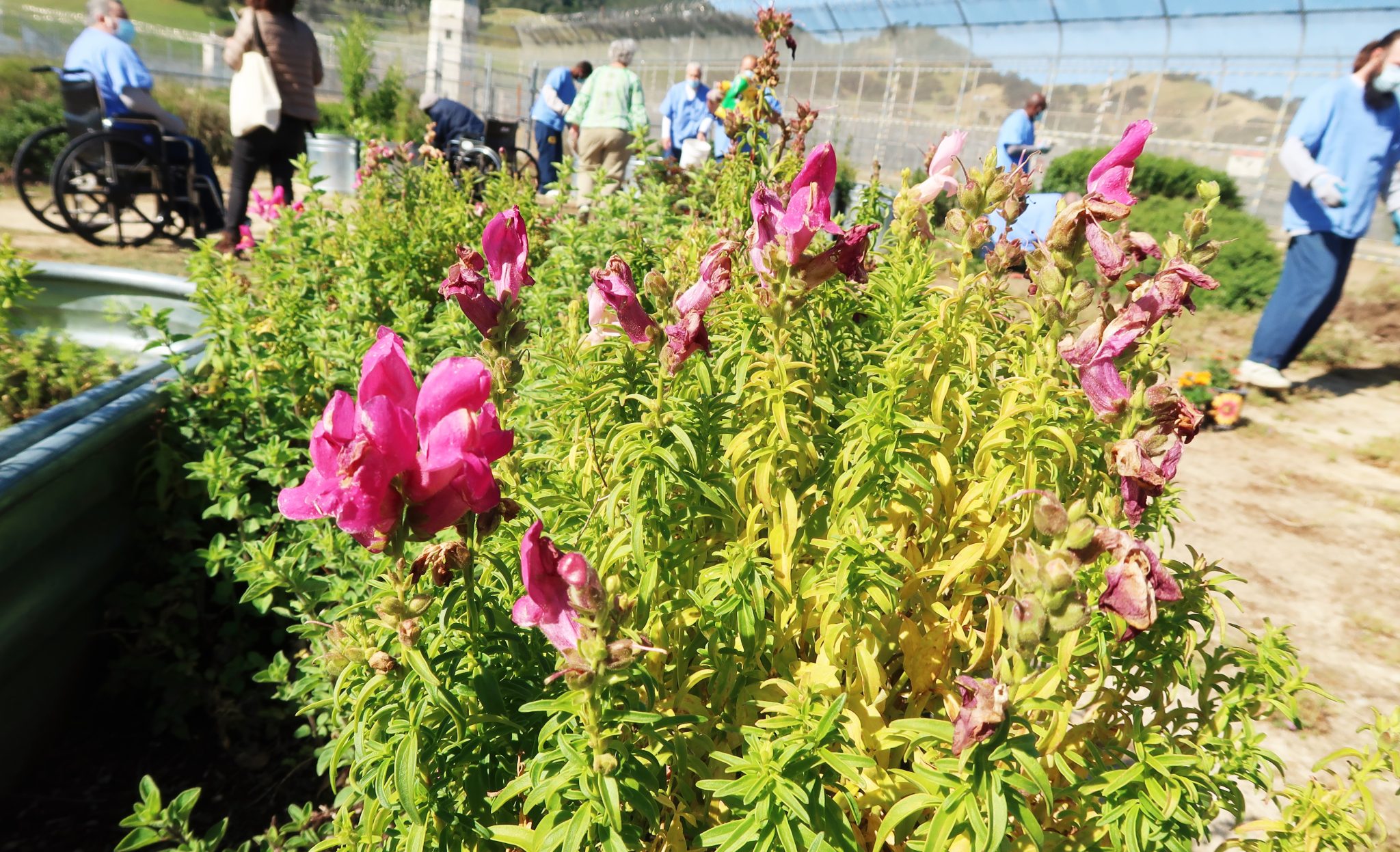 For Insight Garden, every day is Earth Day - Inside CDCR