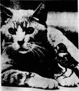 Prison pets throughout history - Inside CDCR