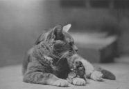 Prison Pets Throughout History Inside CDCR