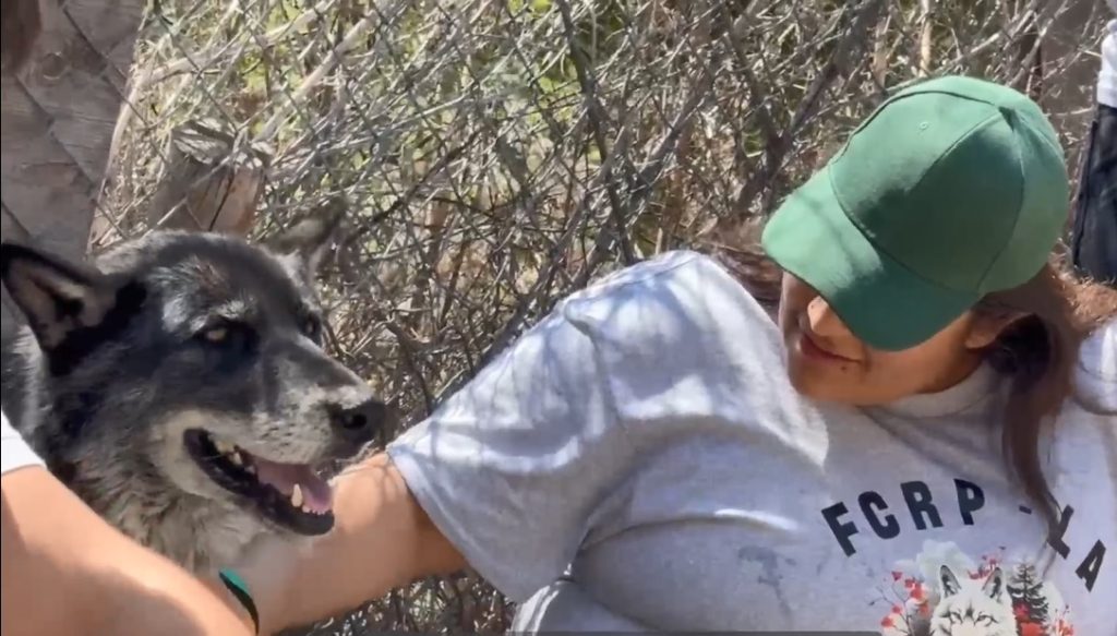 Rescued wolves help female reentry effort - Inside CDCR