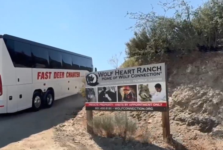 Rescued wolves help female reentry effort - Inside CDCR