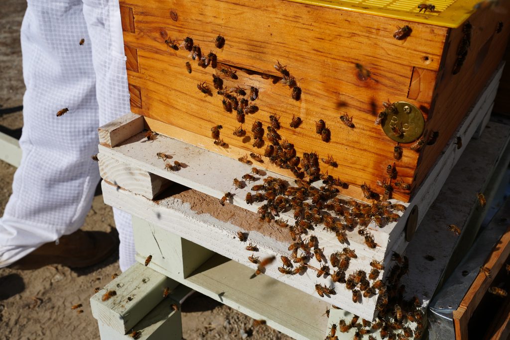 Meet the award-winning North Kern beekeepers - Inside CDCR