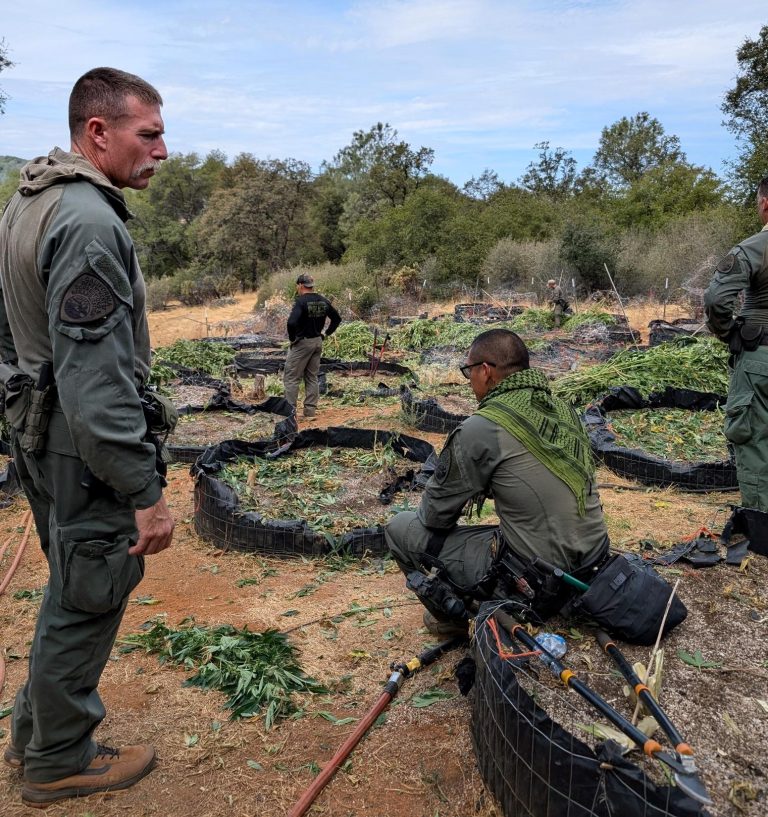 CDCR helps eradicate Butte County illegal grow