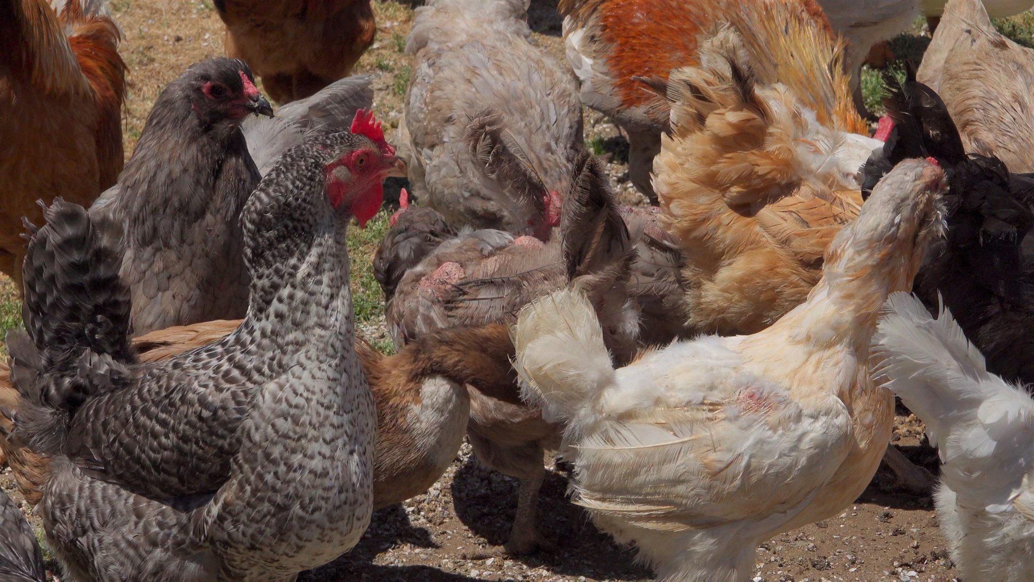 Eggs abound thanks to Ben Lomond chickens - Inside CDCR